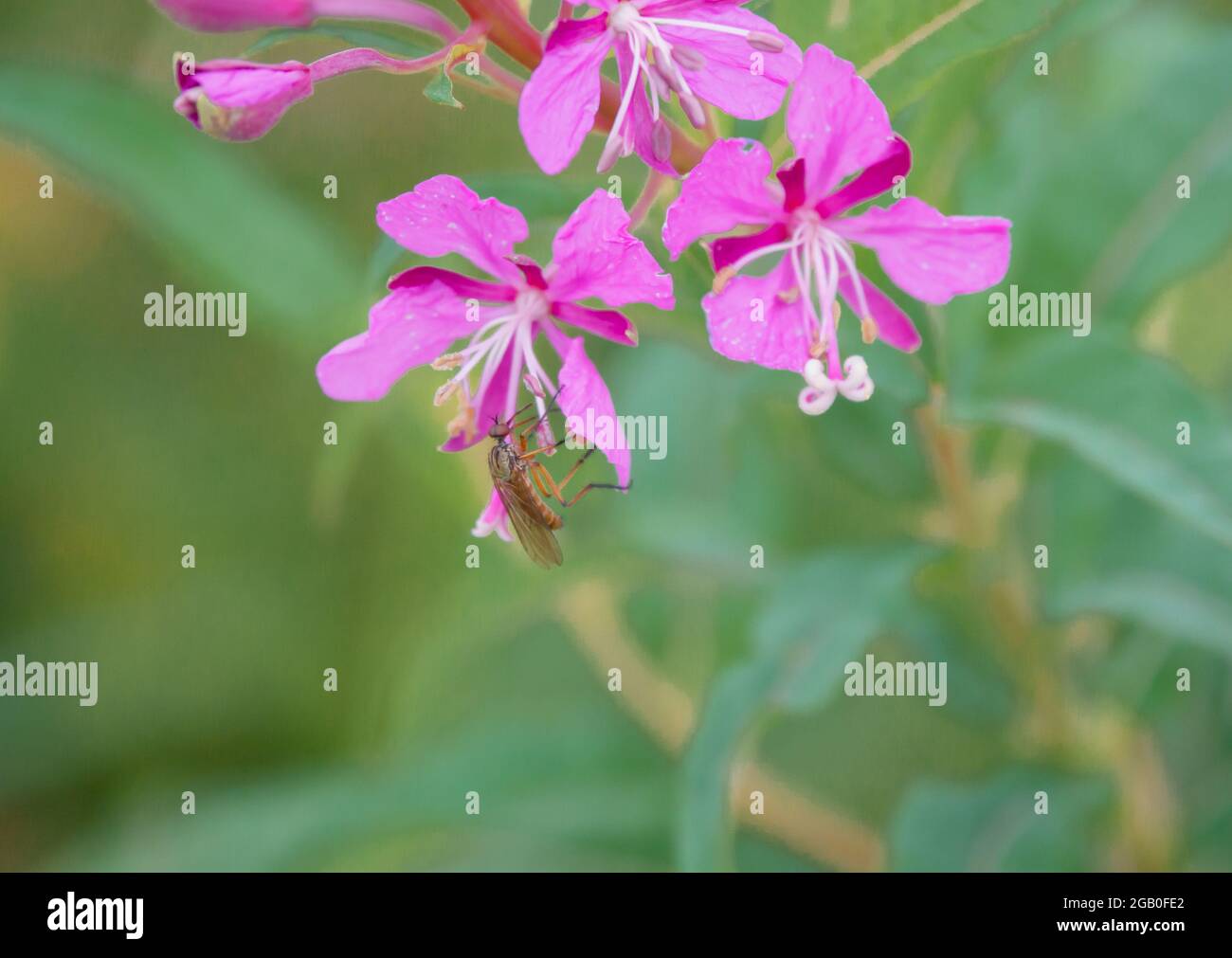 Beautiful pink flowers of Fireweed (Chamaenerion angustifolium) also known as Rosebay willowherb ...