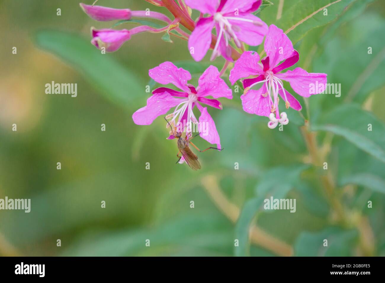 Beautiful pink flowers of Fireweed (Chamaenerion angustifolium) also known as Rosebay willowherb ...