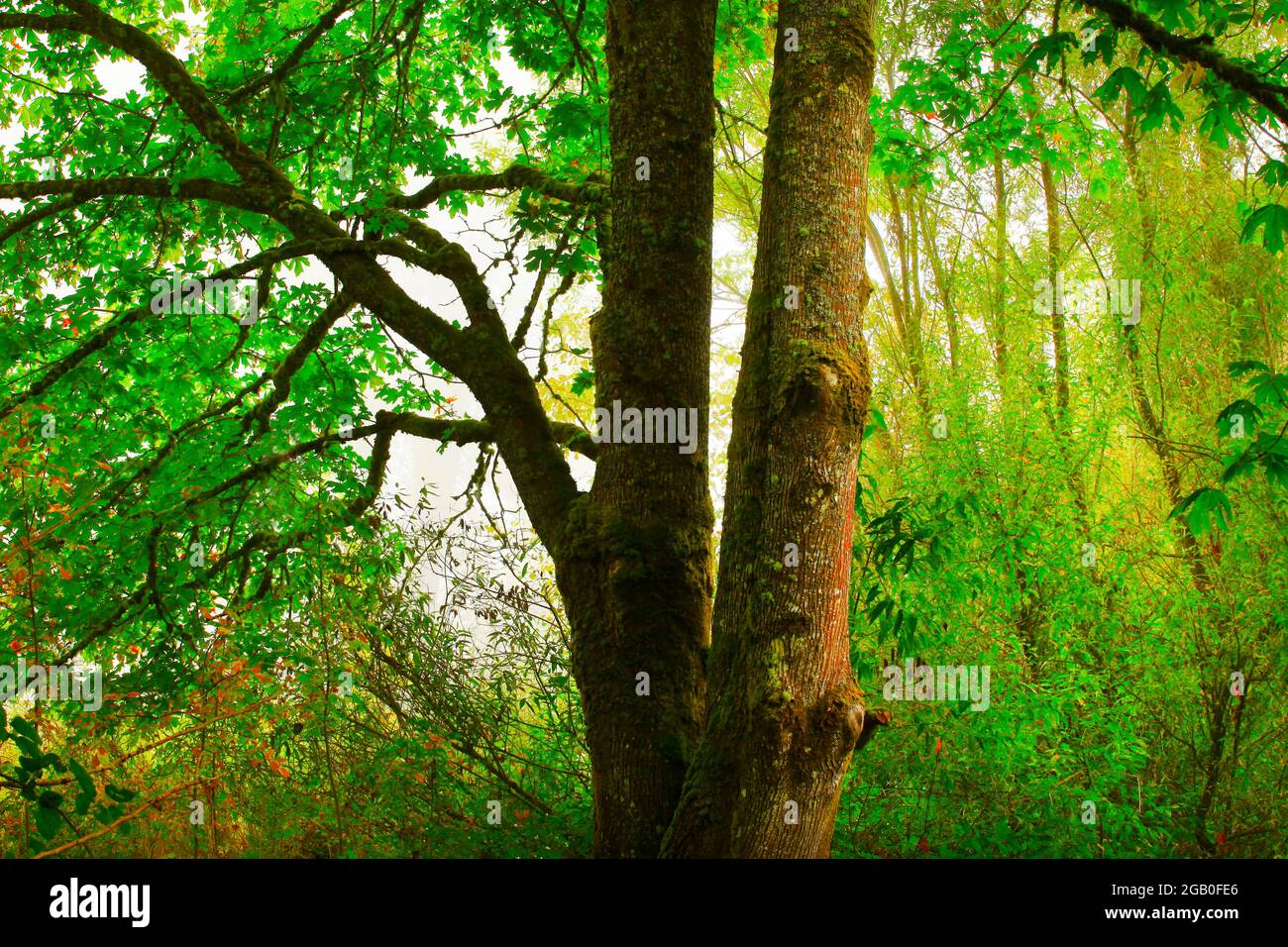 a exterior picture of an Pacific Northwest wetlands with Red alder ...