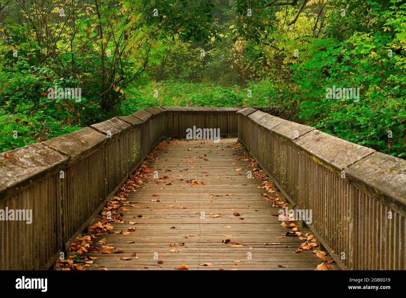 a picture of an Pacific Northwest forest path Stock Photo - Alamy