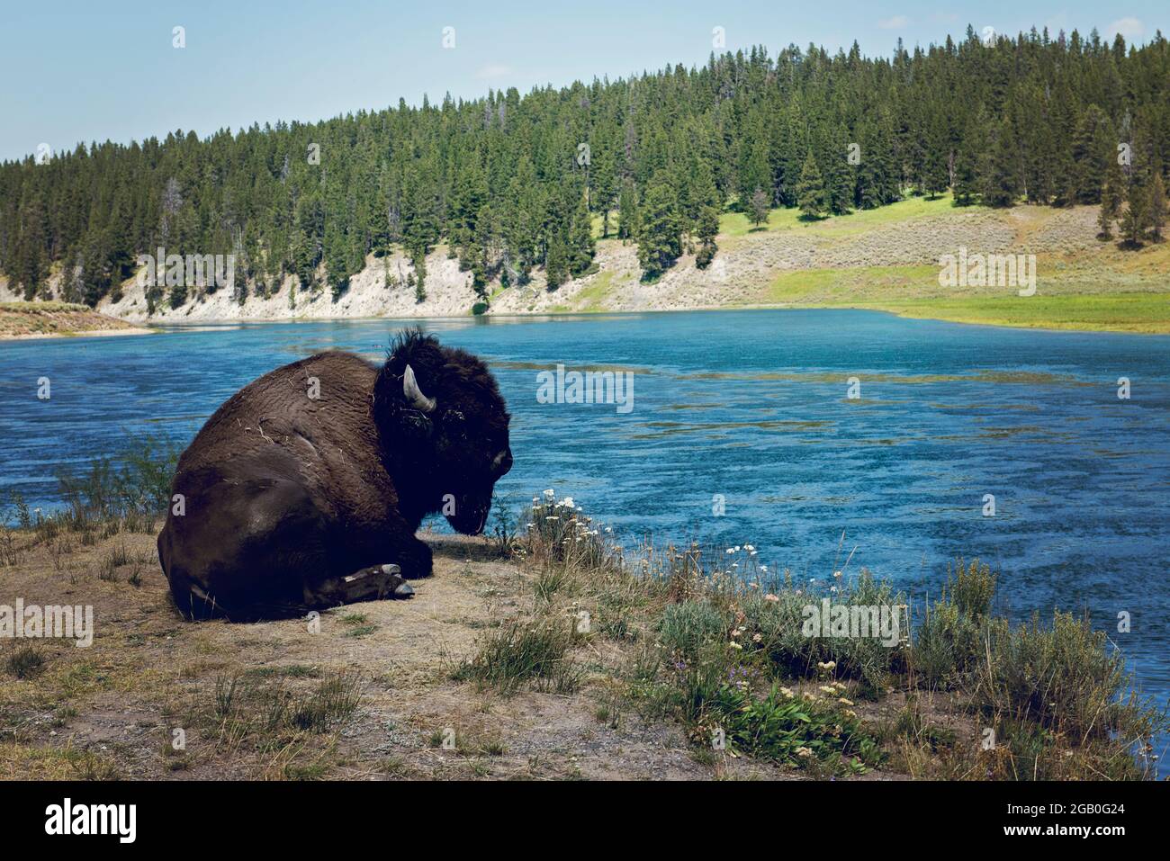 Bison in nature hi-res stock photography and images - Alamy