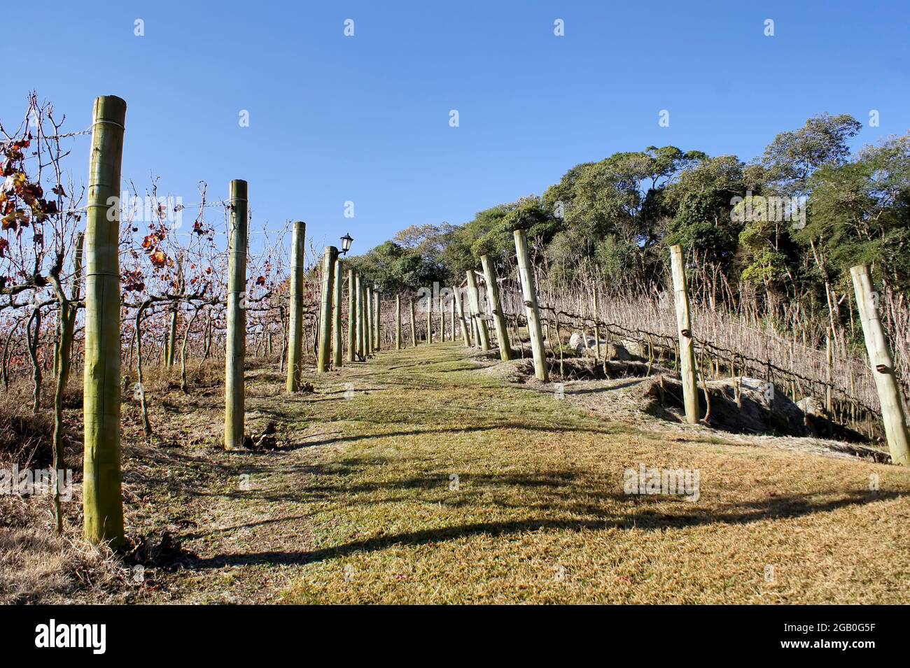Brazil countryside hi-res stock photography and images - Alamy