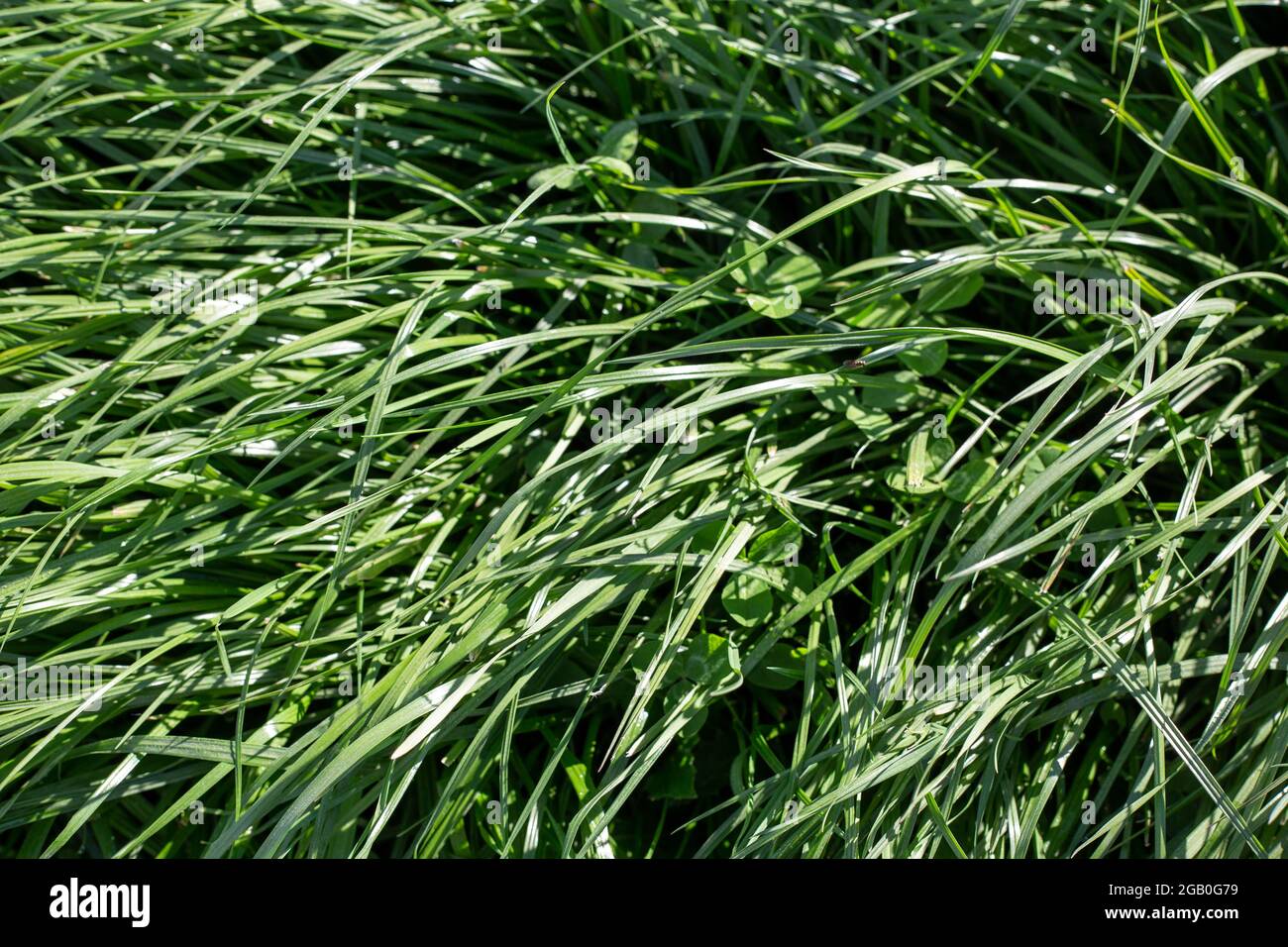 Tetraploid hybrid ryegrass hi-res stock photography and images - Alamy