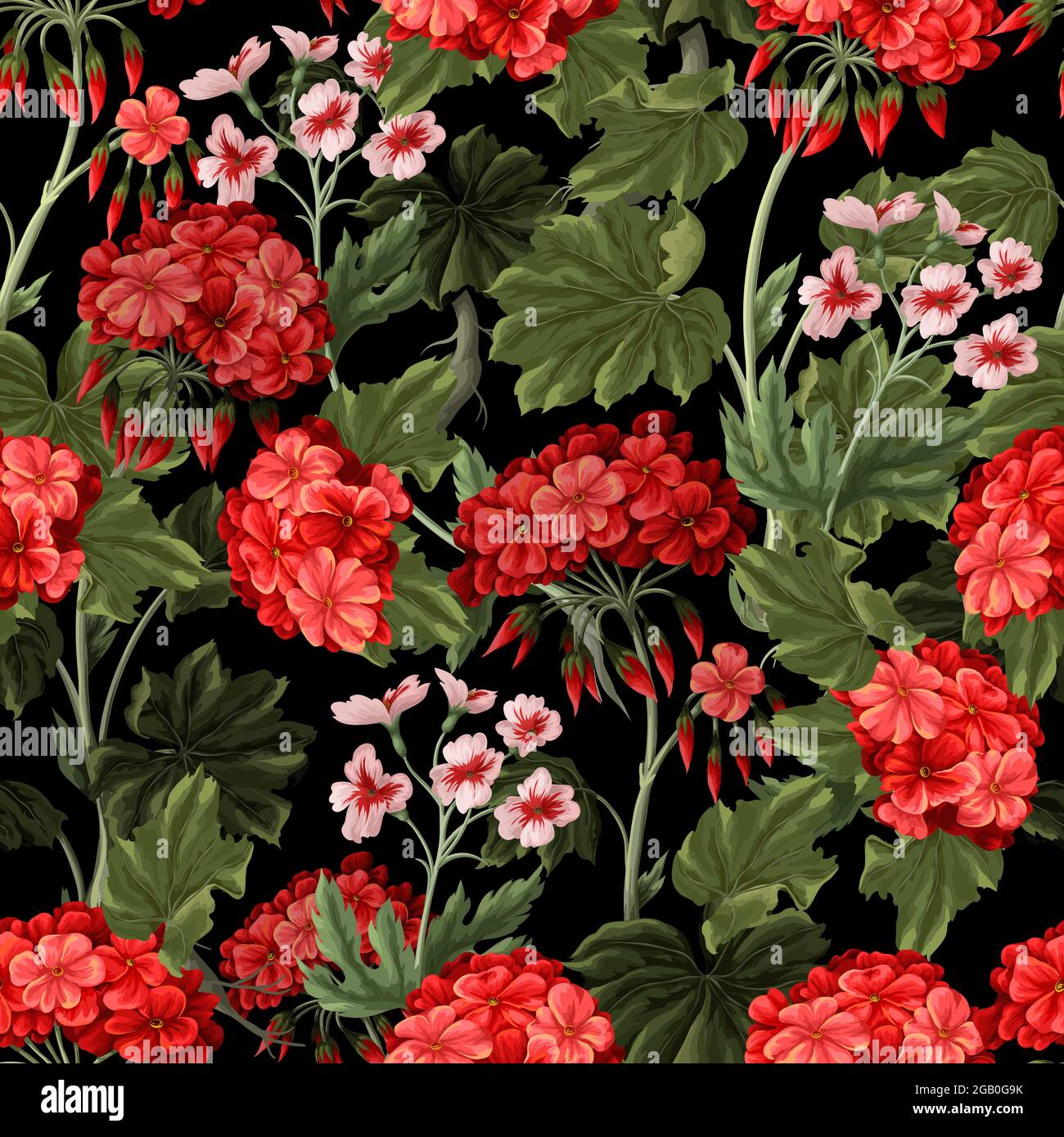 Garden geraniums Stock Vector Images - Alamy