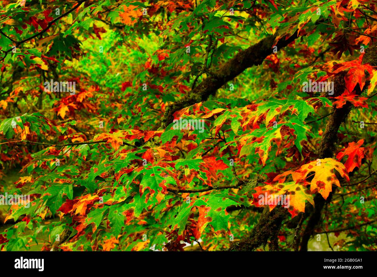 a exterior picture of an Pacific Northwest forest with Big leaf maple ...
