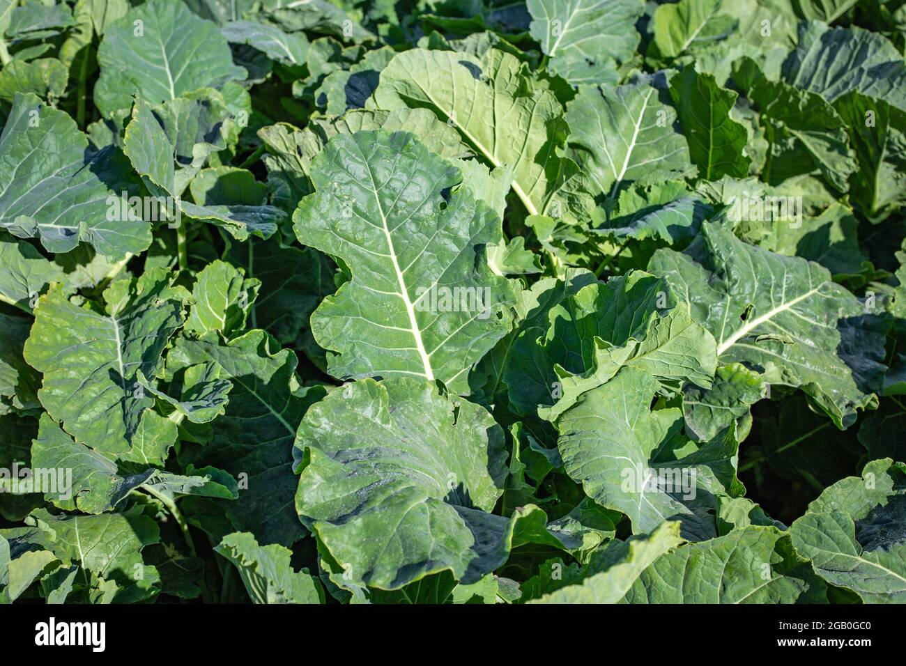 Soft stem kale hi-res stock photography and images - Alamy