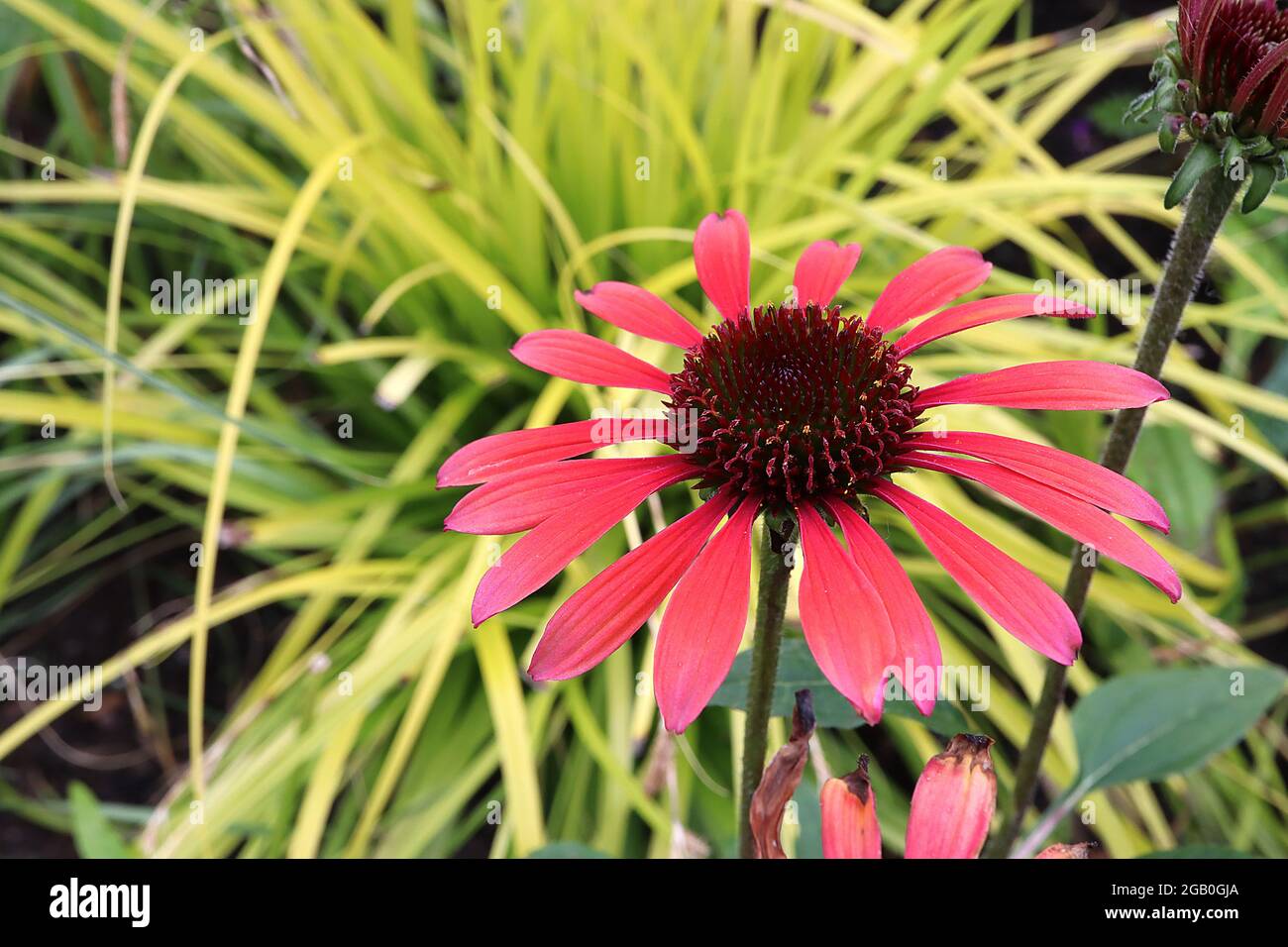 Echinacea purpurea lakota fire hi-res stock photography and images - Alamy