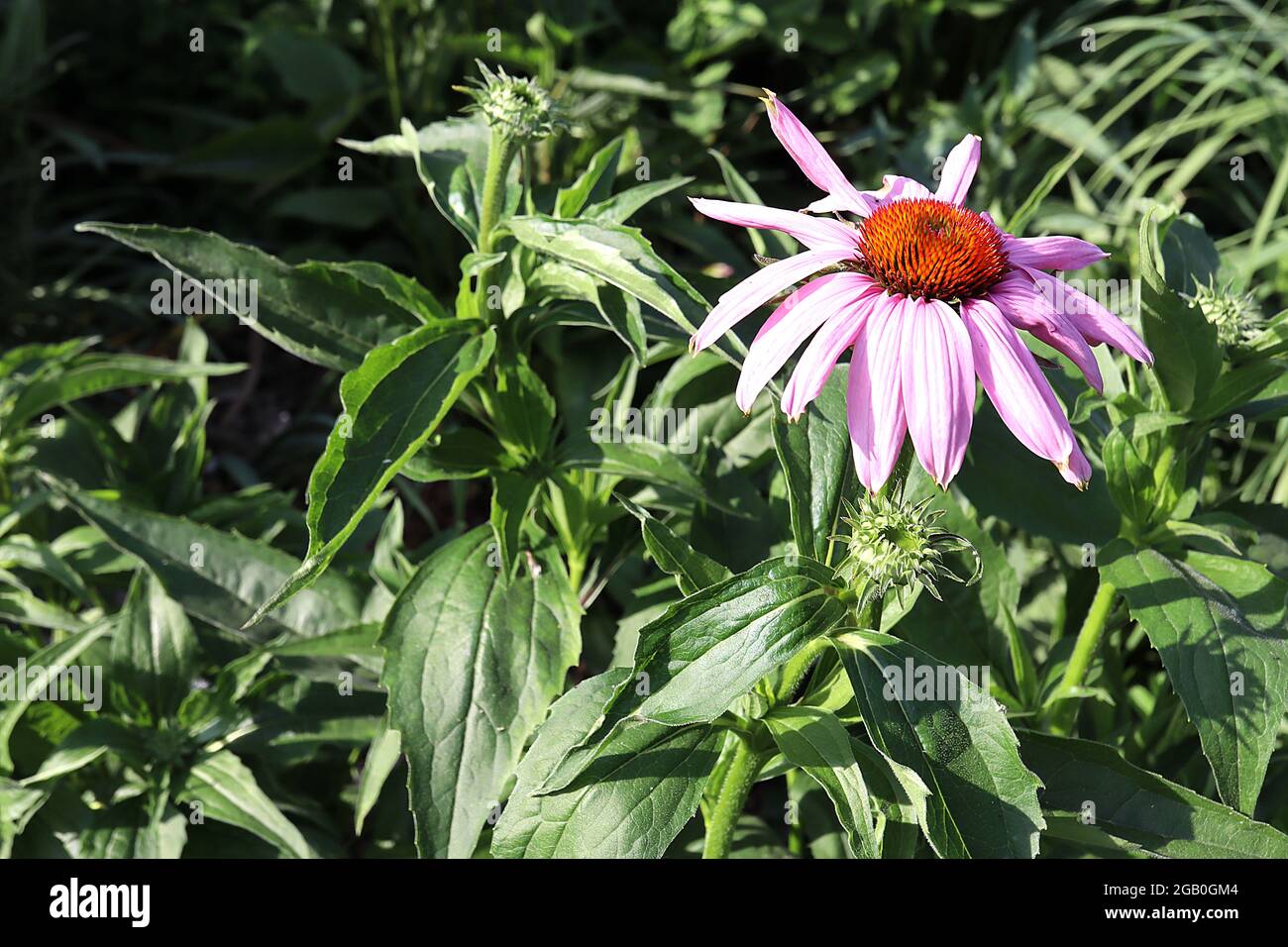 Echinacea purpurea ‘Nectar Pink’ Coneflower Nectar Pink - light pink ...