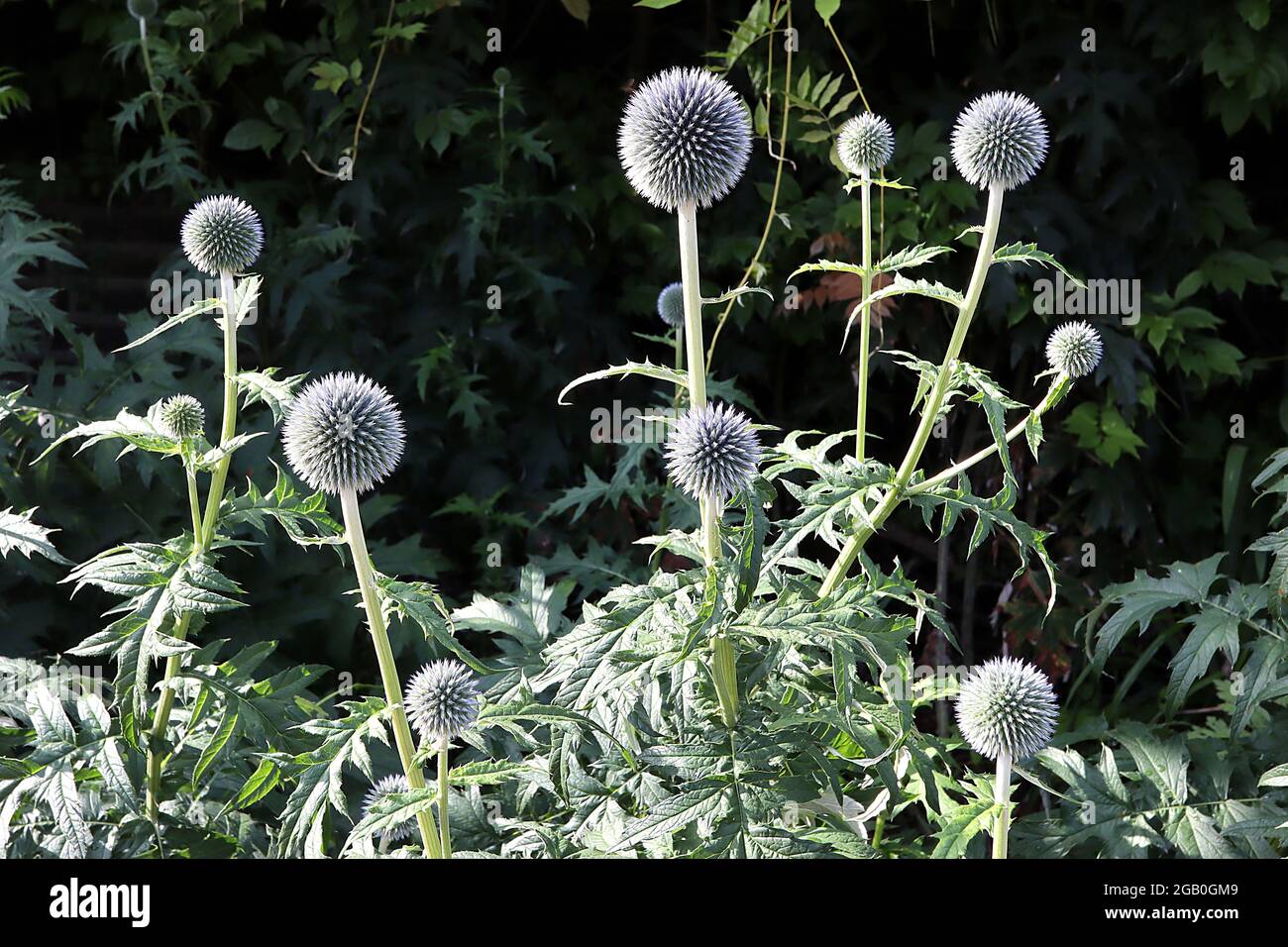 Globe thistle (echinops ritro) hi-res stock photography and images - Alamy