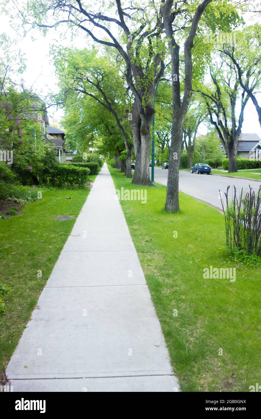 Street Pavement besides trees Stock Photo - Alamy
