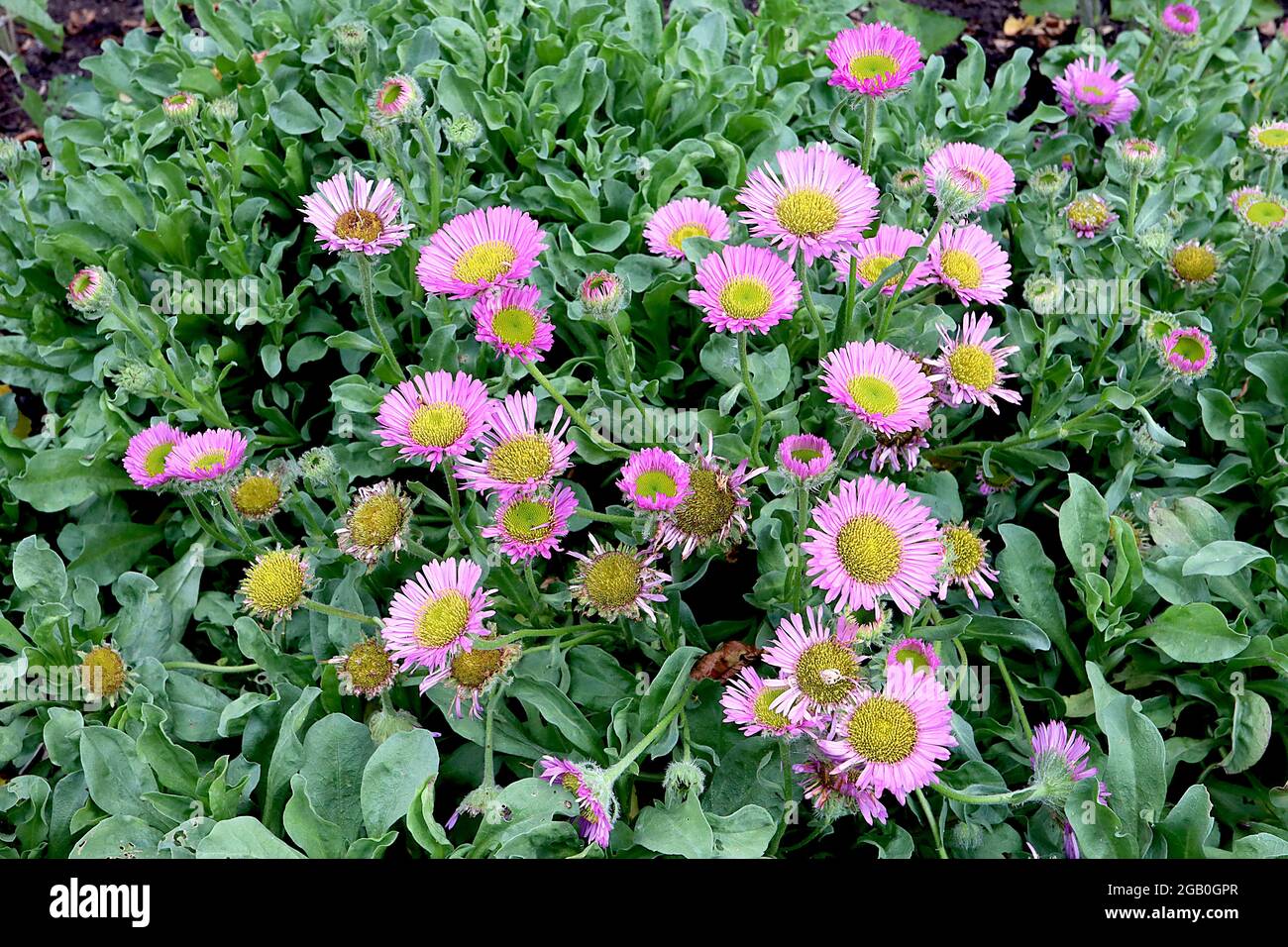 Erigeron glaucus ‘sea breeze’ hi-res stock photography and images - Alamy