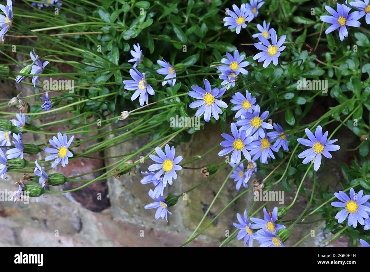 Felicia flowers england uk hi-res stock photography and images - Alamy