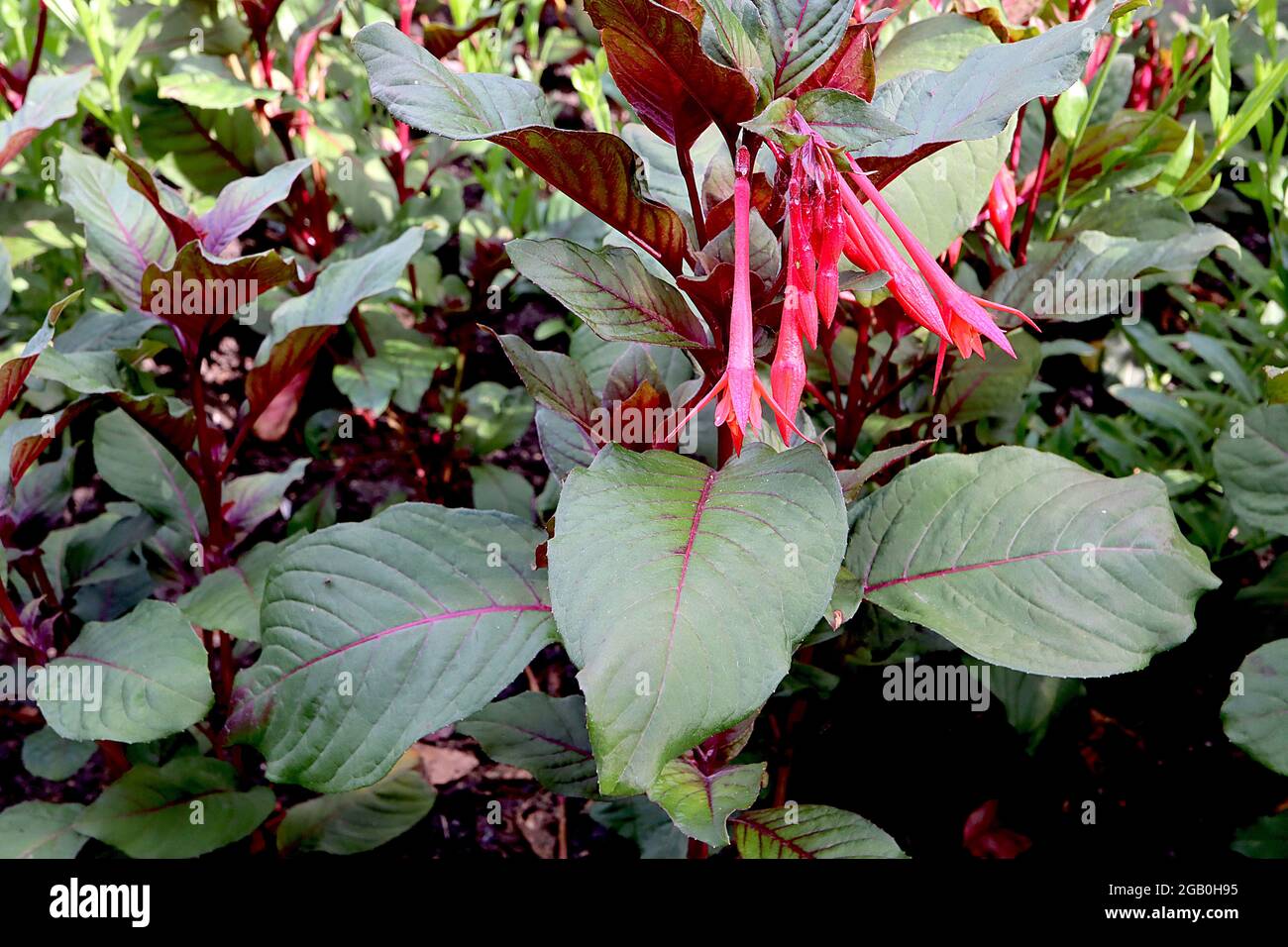 Fuchsia triphylla ‘Thalia’ long tubular red flowers with flared petal ...