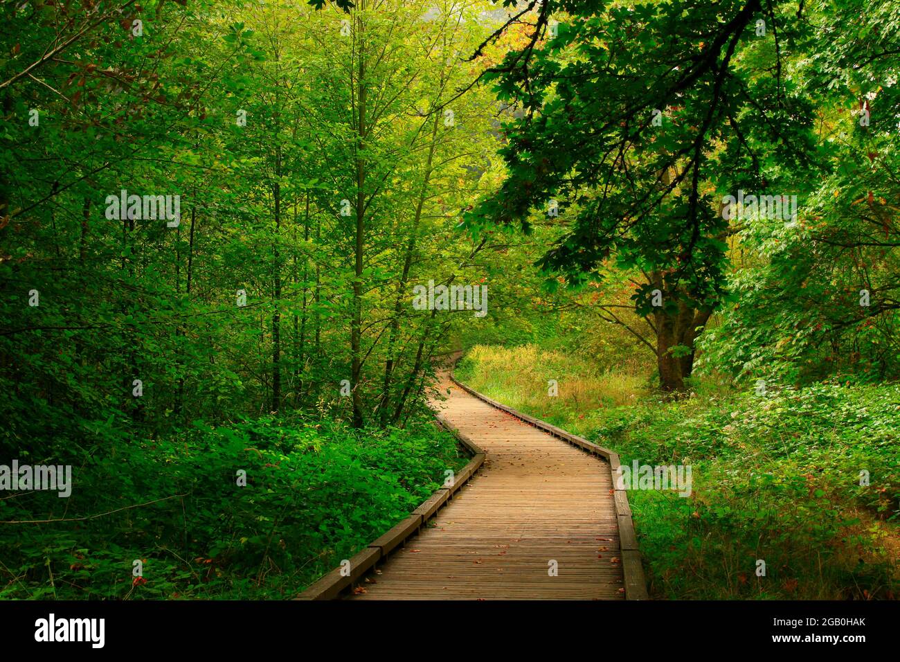 a picture of an Pacific Northwest forest path Stock Photo - Alamy