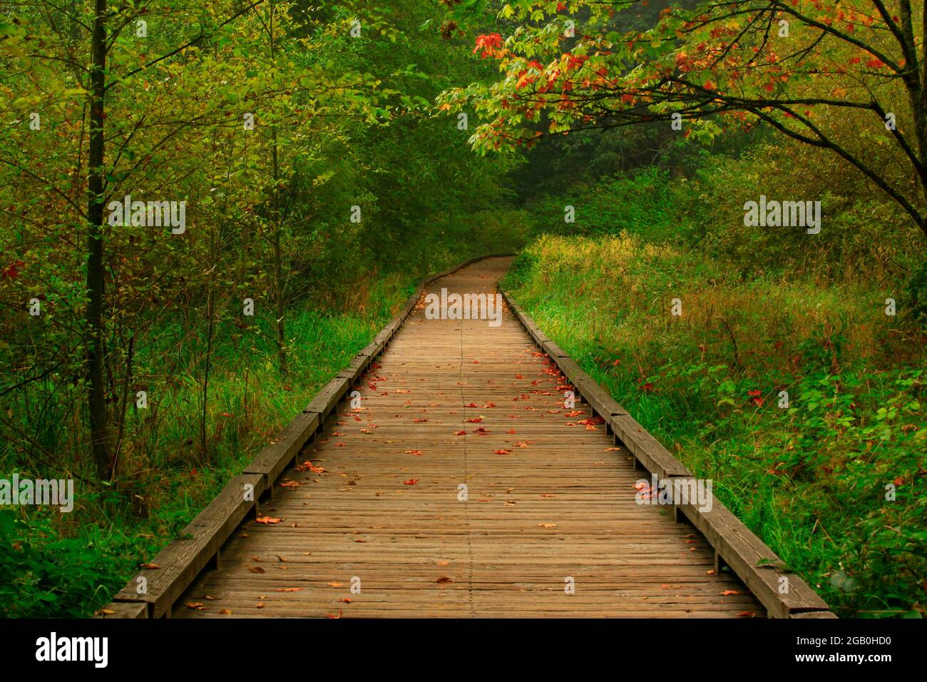 a picture of an Pacific Northwest forest path Stock Photo - Alamy