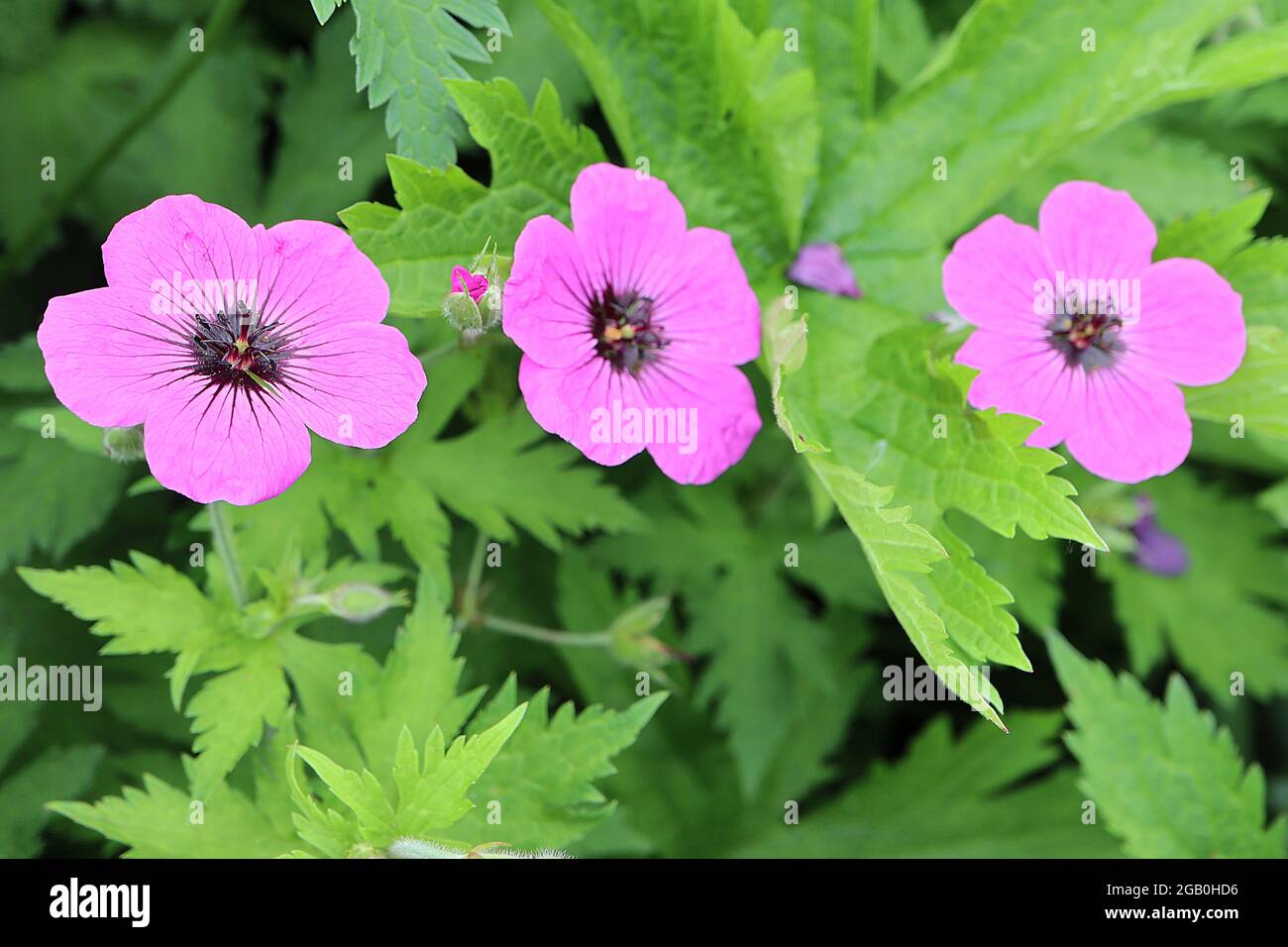 Geranium ‘Patrica’ cranesbill Patricia – deep pink flowers with dark ...