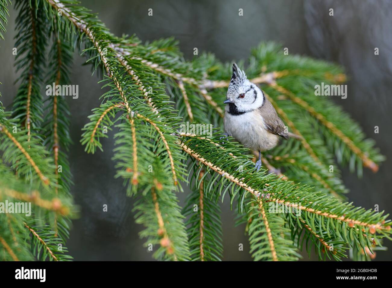 The European crested tit (Lophophanes cristatus) sitting on a ...
