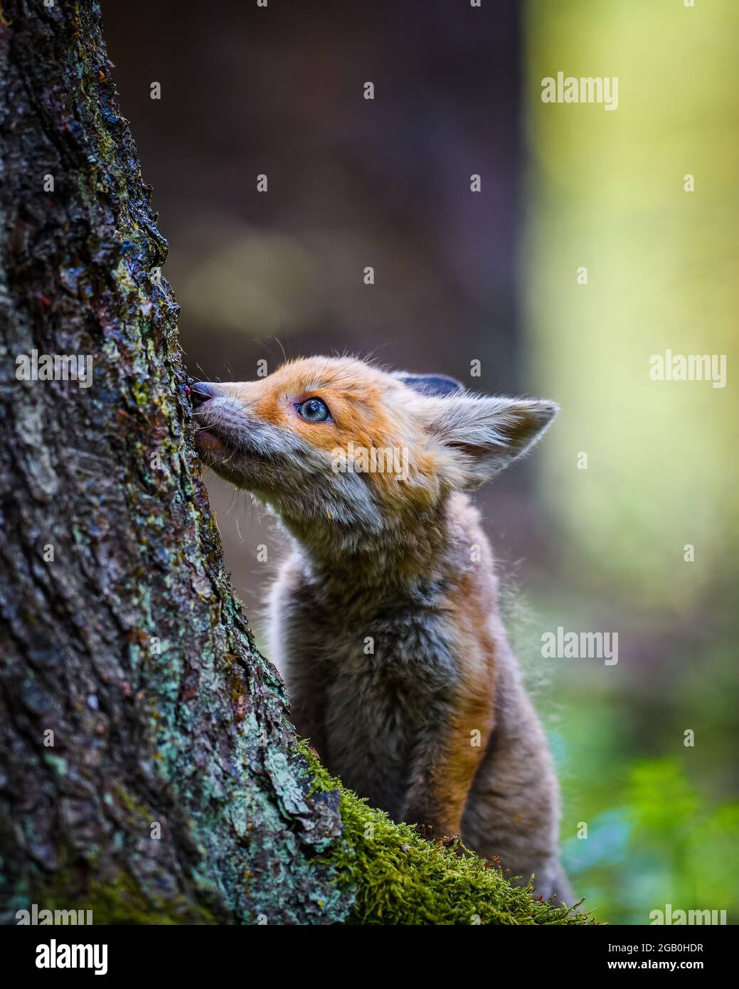 A young fox cub looks for food in the forest and feeds near a tree. She ...