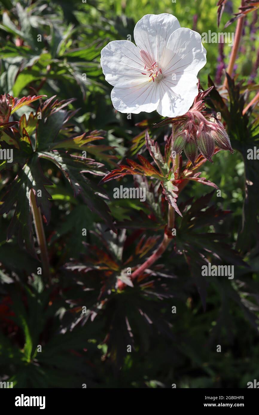 Meadow cranesbill purple ghost hi-res stock photography and images - Alamy