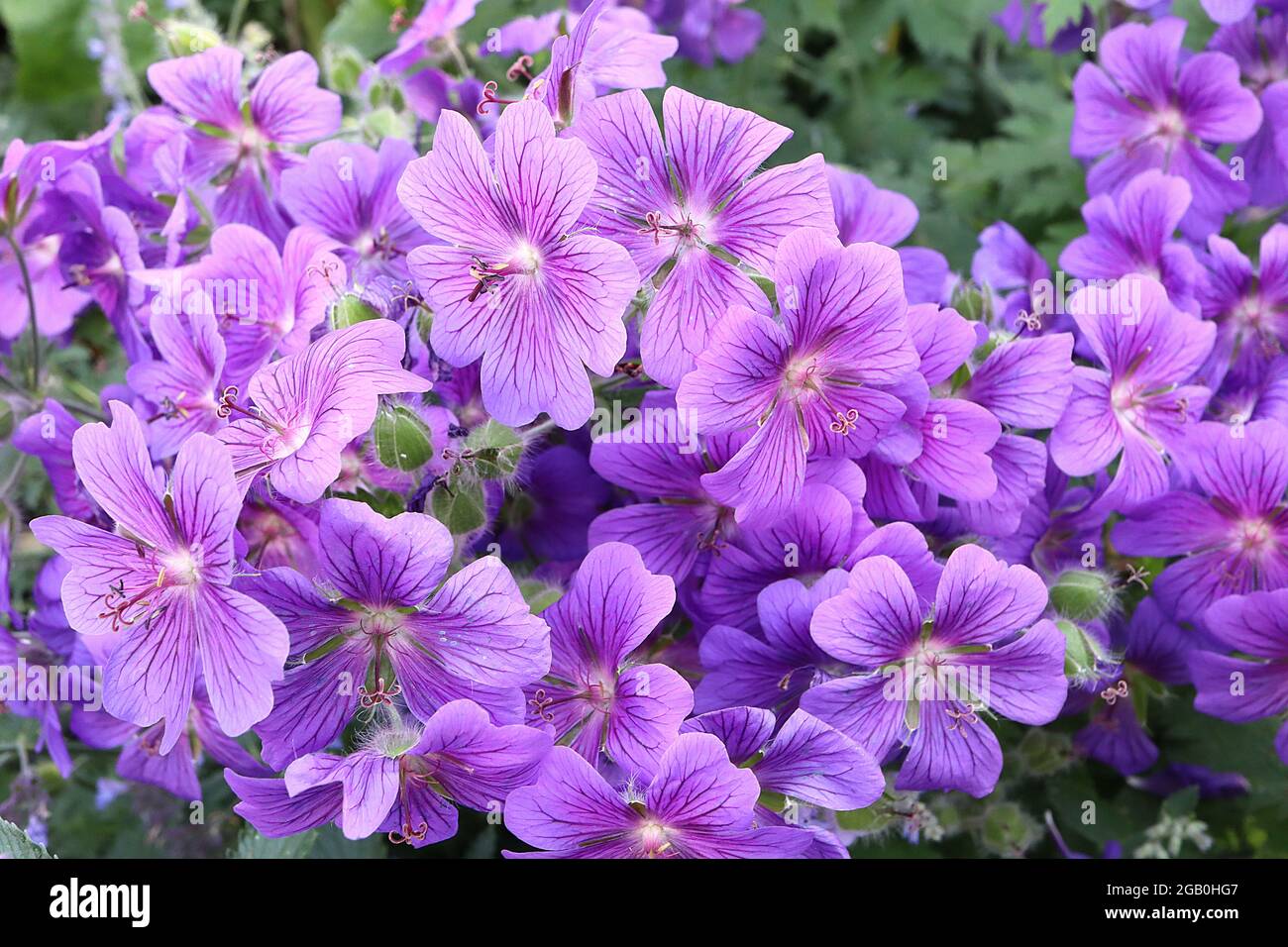 Geranium x magnificum purple cranesbill – mass of violet flowers with ...