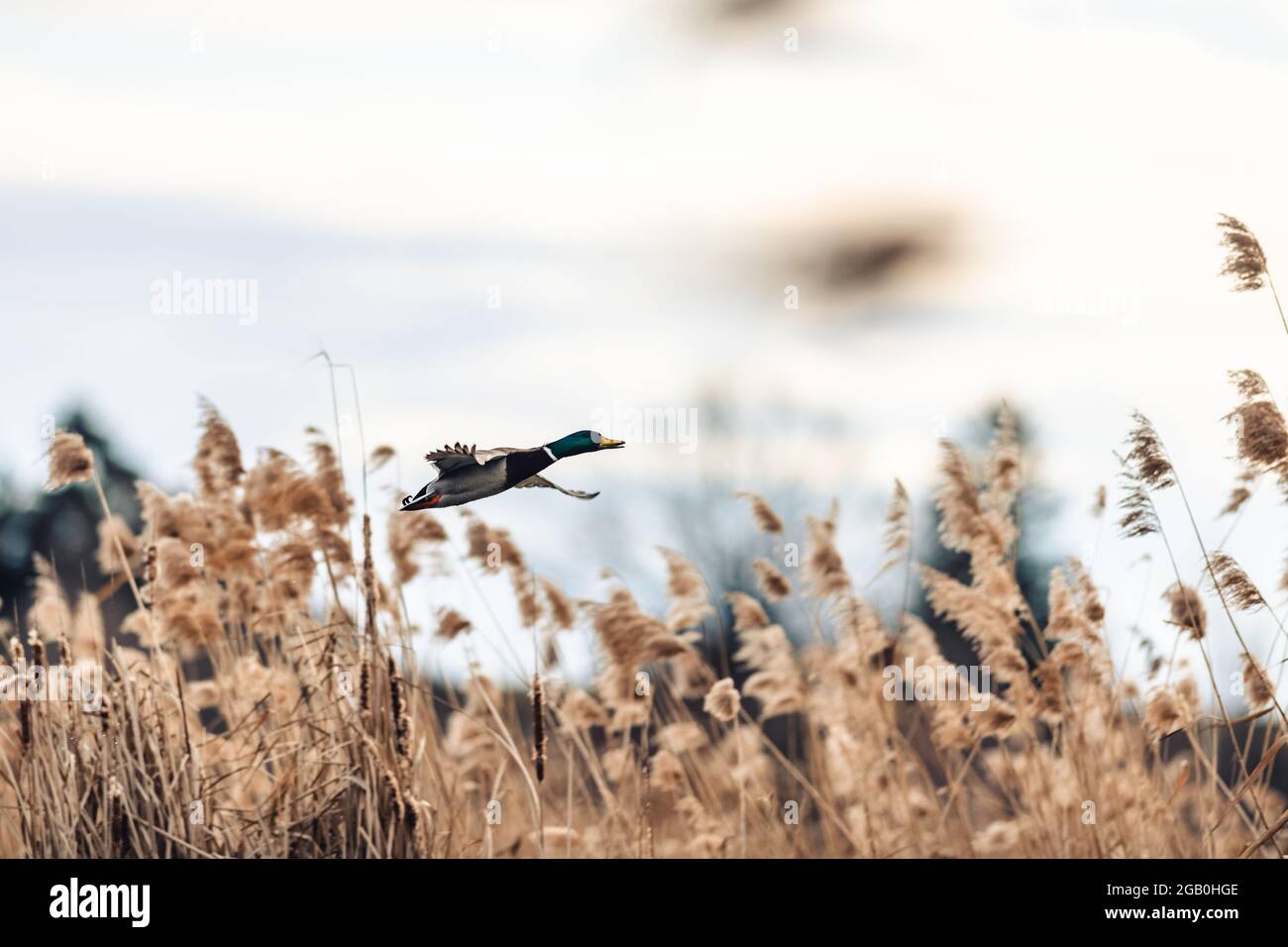 Flying mallard ducks hi-res stock photography and images - Alamy