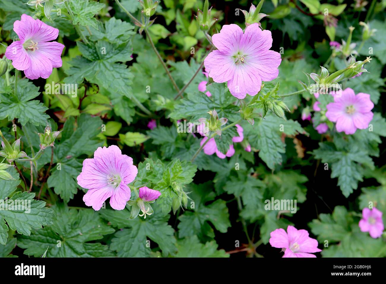Geranium oxonianum hi-res stock photography and images - Alamy