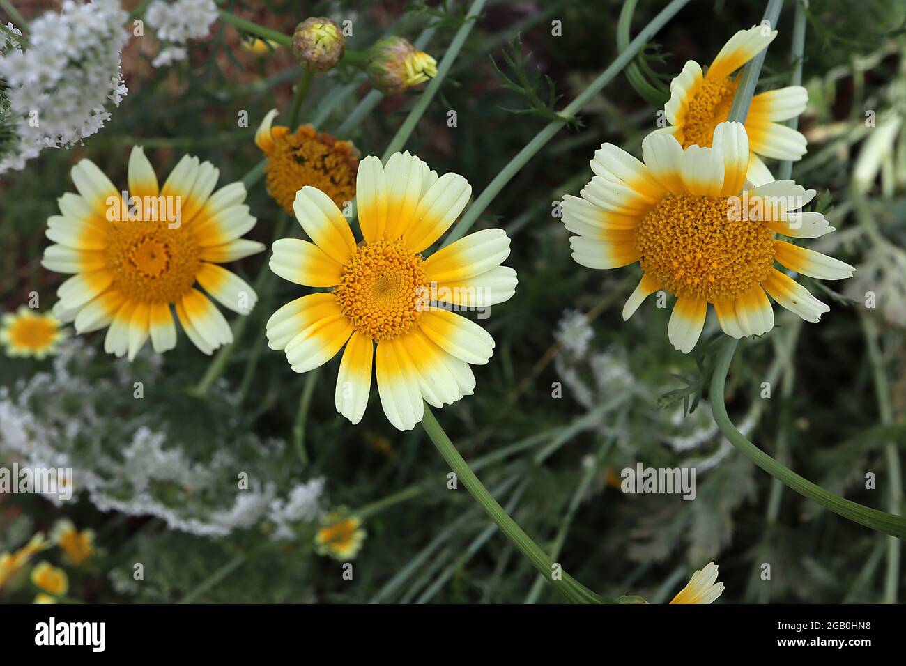 Glebionis coronaria crown daisy – cream daisies with yellow halo and ...
