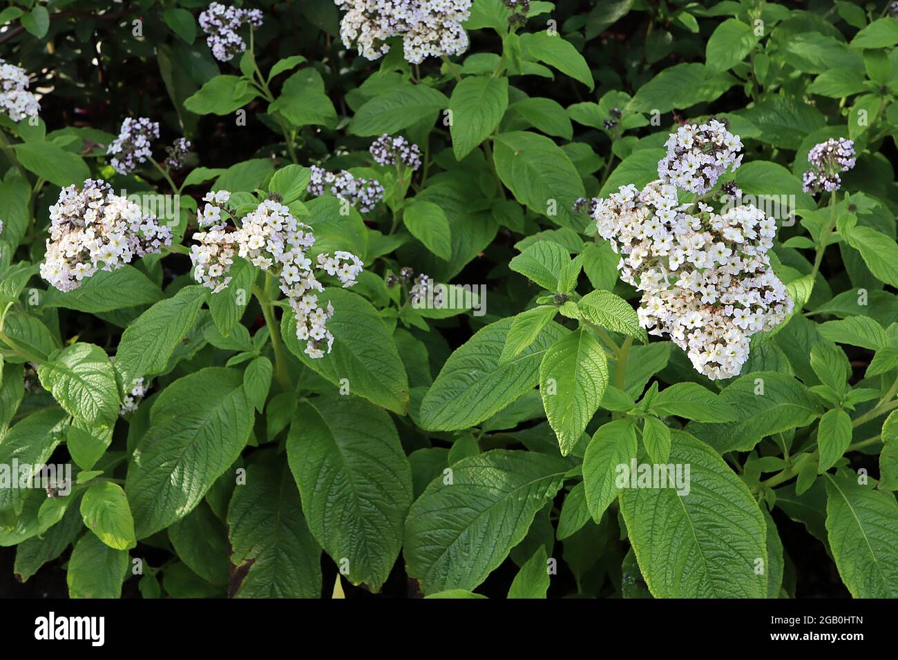 Heliotropium arborescens ‘Alba’ Heliotrope – domed clusters of scented ...