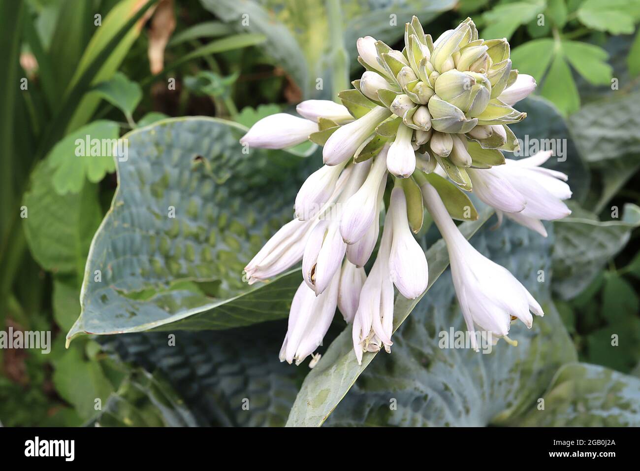 Hosta sieboldiana elegans hi-res stock photography and images - Alamy