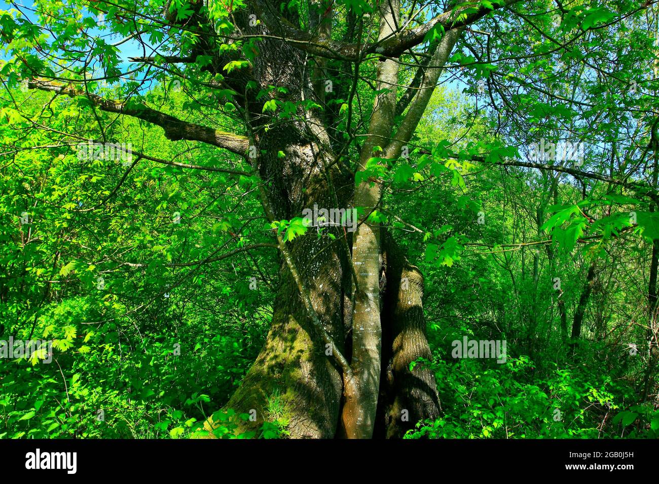 Old picture of alder hi-res stock photography and images - Alamy