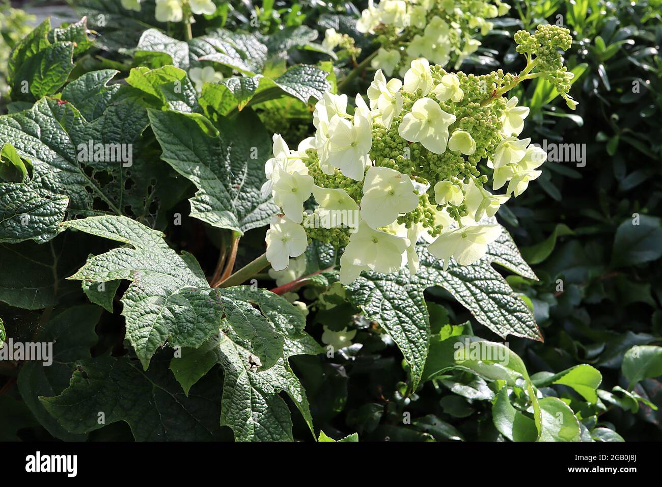 Hydrangea quercifolia ‘Snow Queen’ oak-leaved hydrangea Snow Queen ...