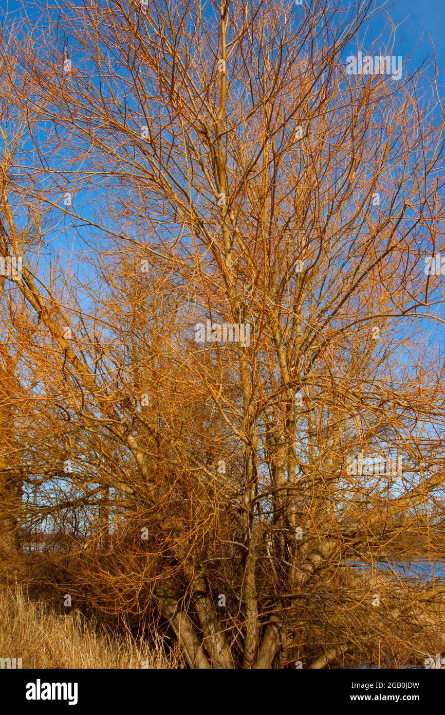 a exterior picture of an Pacific Northwest wetlands and Red willow ...