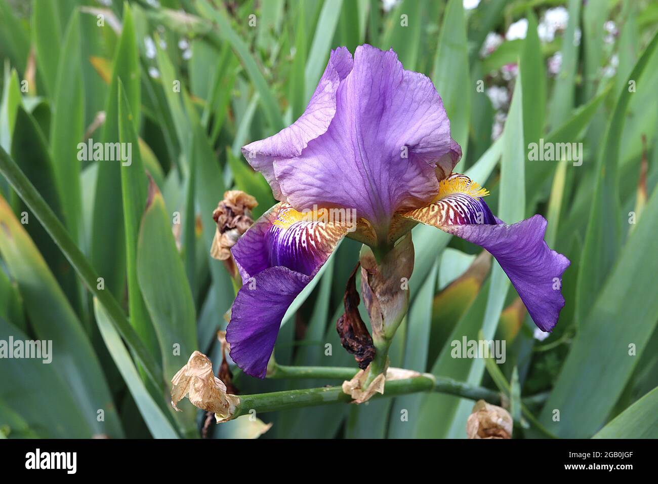 Tall bearded iris alcazar hi-res stock photography and images - Alamy