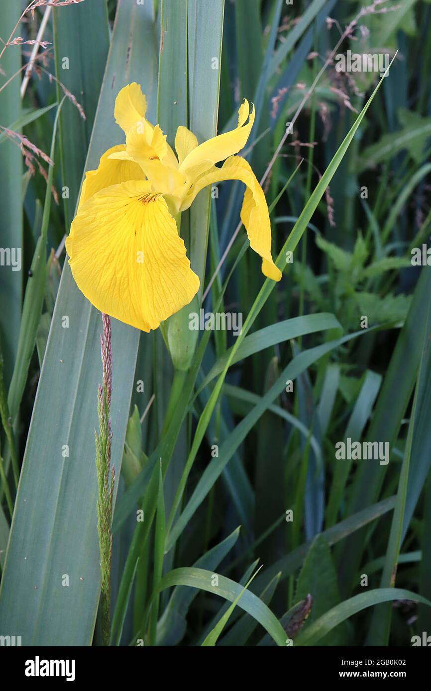 Iris pseudacorus ‘Roy Davidson’ Species iris (SPEC) yellow flag iris Roy Davidson – yellow falls ...