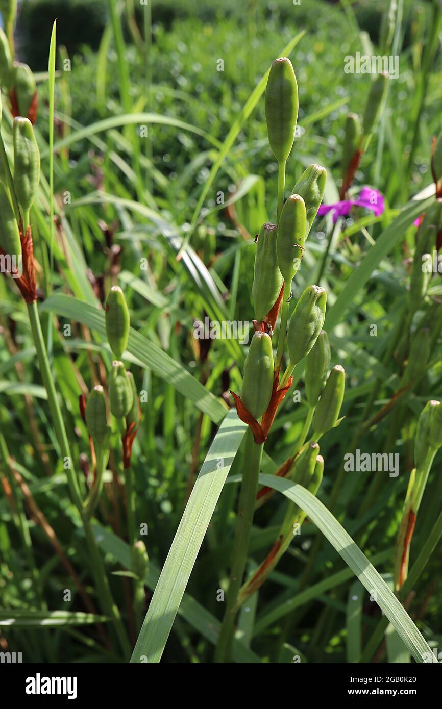 Cylindrical seed pods hi-res stock photography and images - Alamy