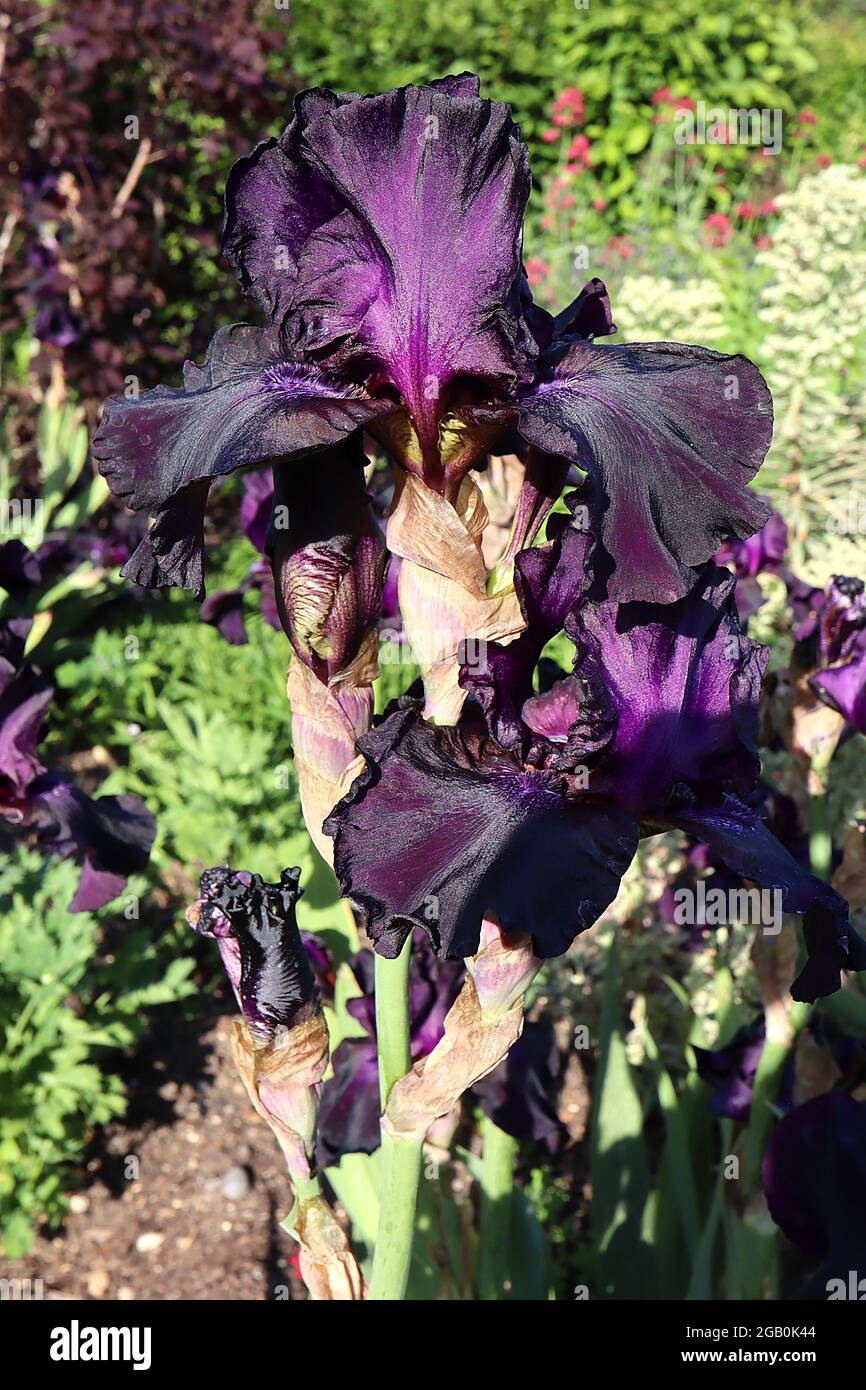 Iris ‘Study in Black’ (TB) Tall bearded iris Purple black falls and ...