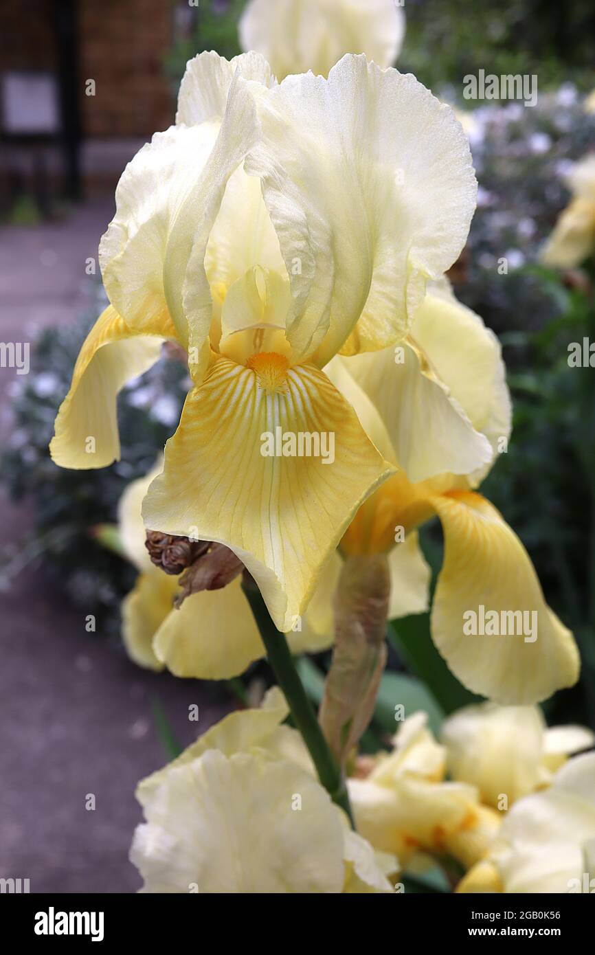Pale yellow with white falls hi-res stock photography and images - Alamy