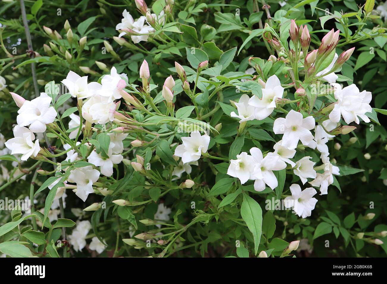 Jasminum officinale grandiflorum hi-res stock photography and images ...