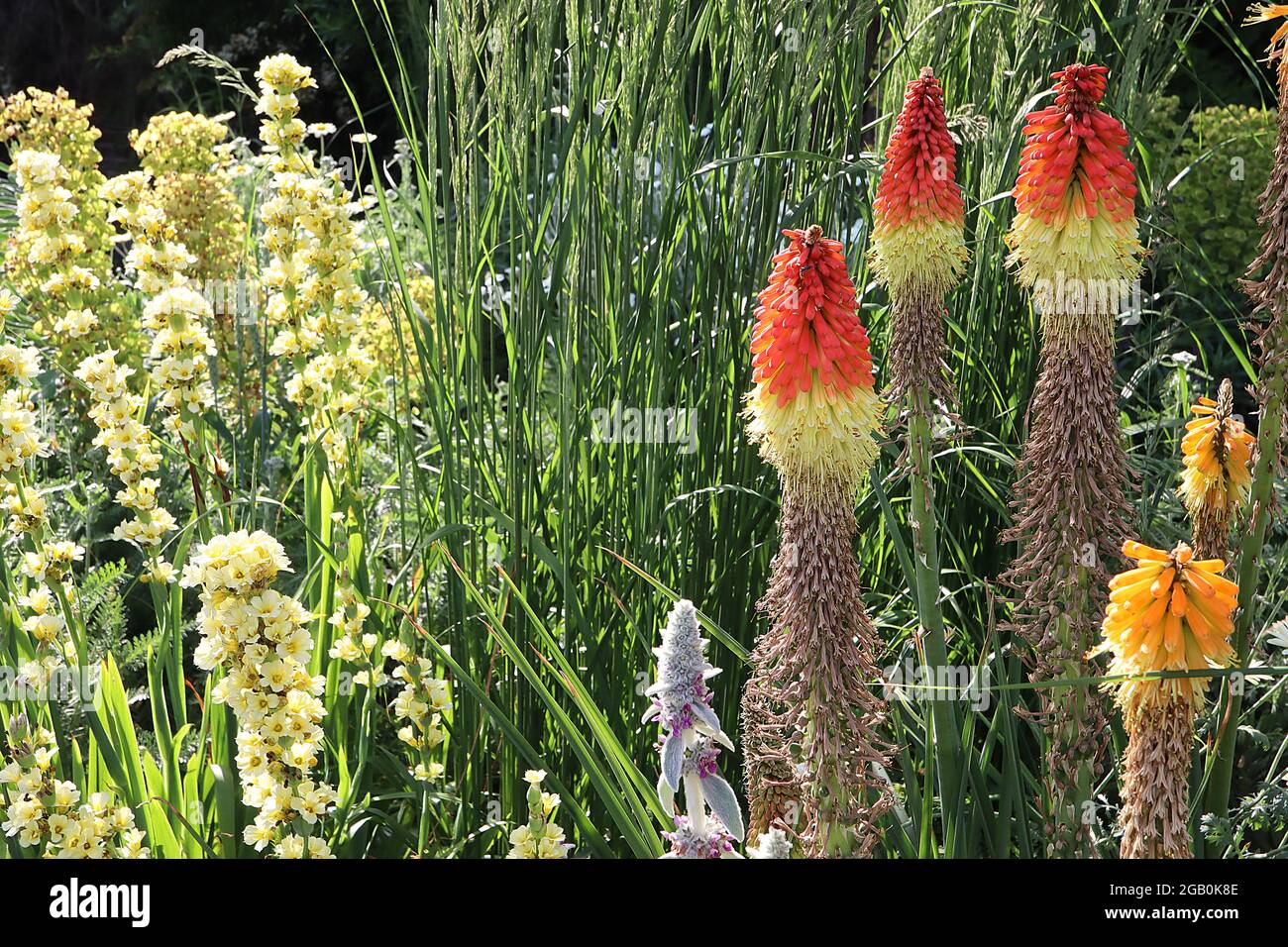 Basal cream flowers hi-res stock photography and images - Alamy