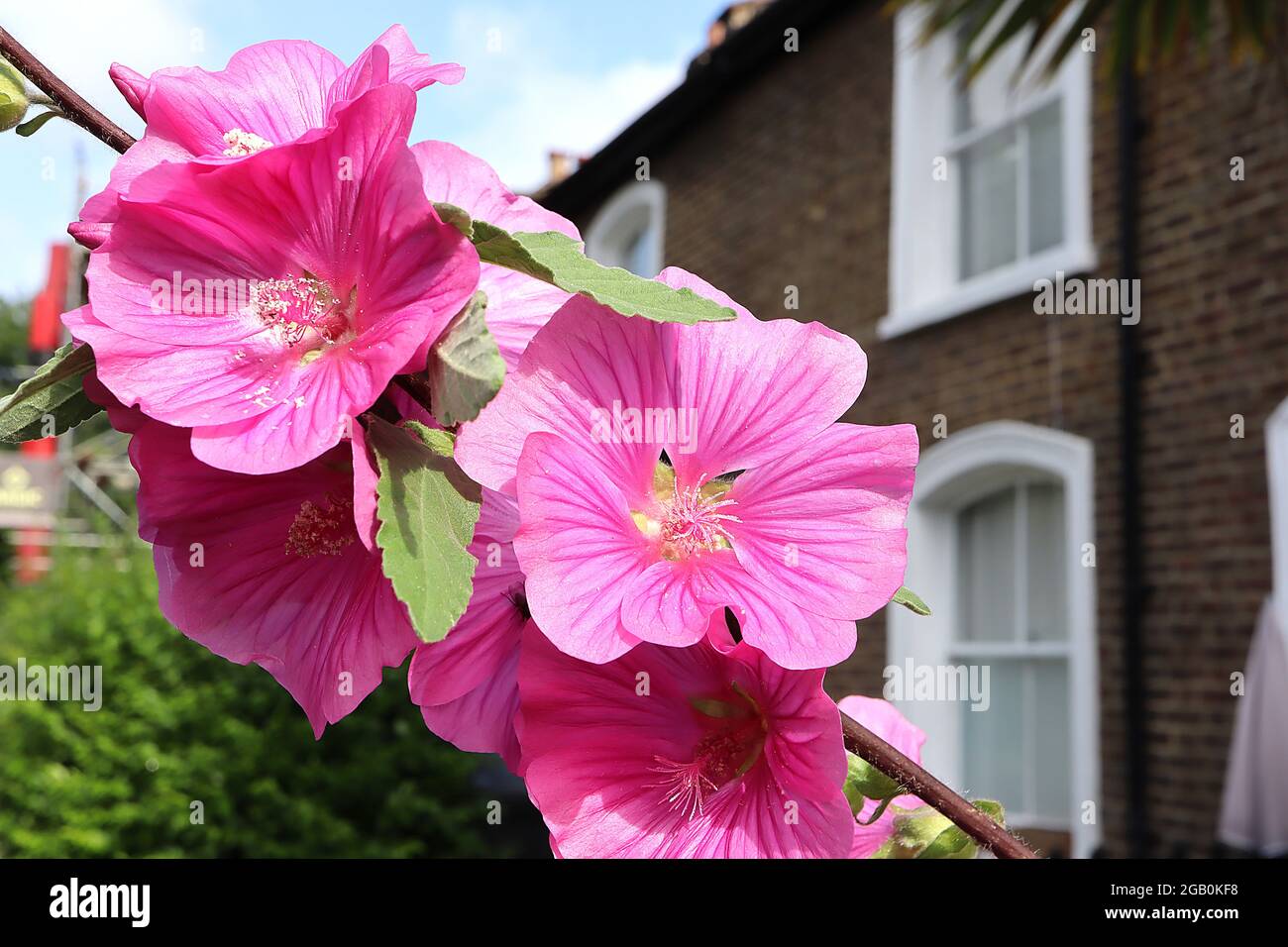Lavatera x clementii ‘Red Rum’ tree mallow Red Rum – spike of deep pink ...