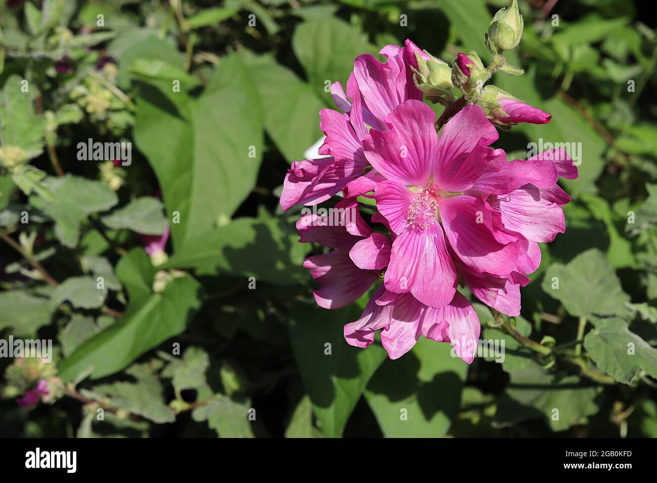 Tree mallow bredon springs hi-res stock photography and images - Alamy