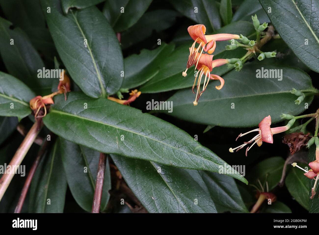Lonicera henryi Henrys honeysuckle – long tubular pink and red flowers ...