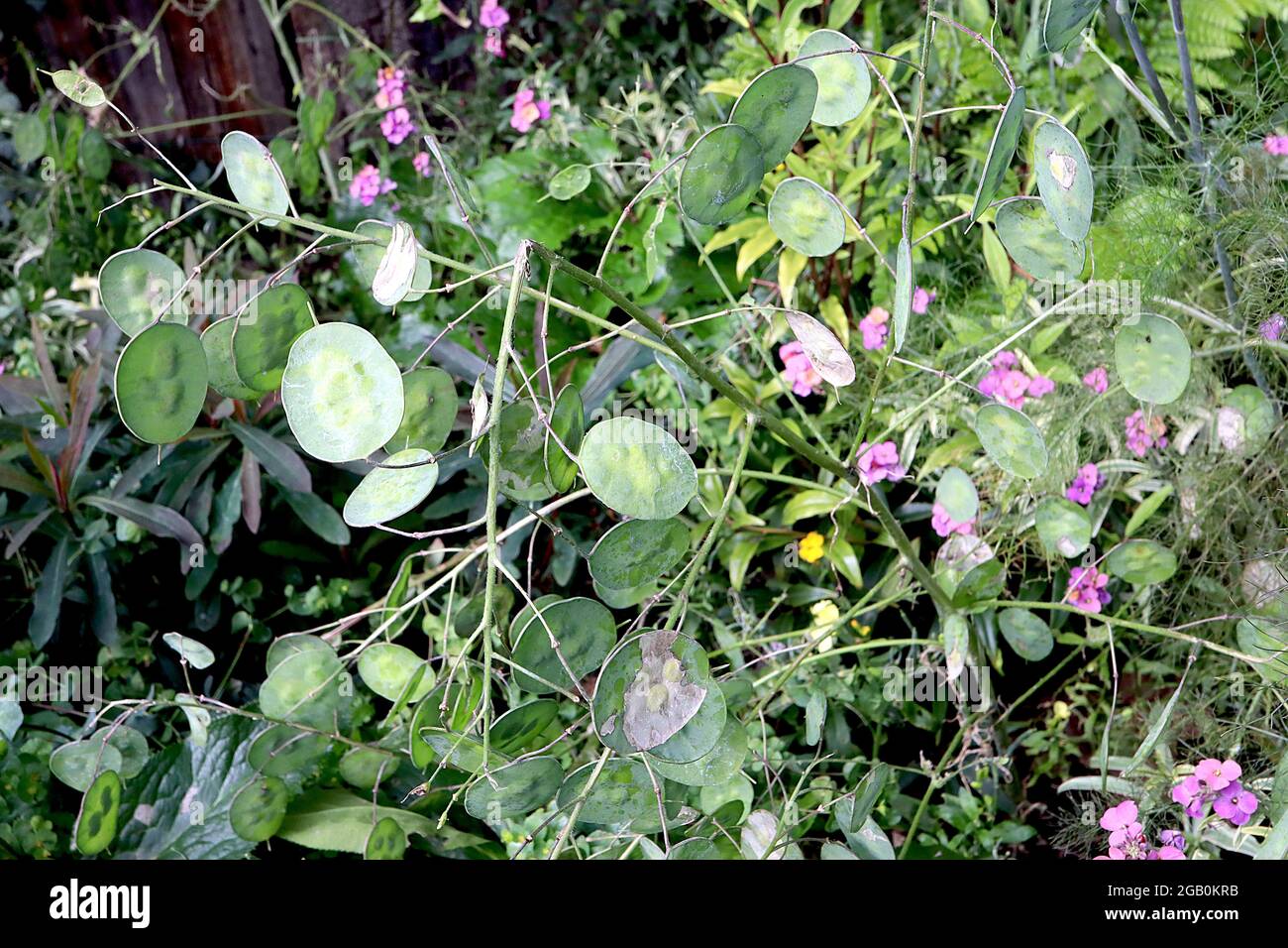 Seed pod discs hi-res stock photography and images - Alamy