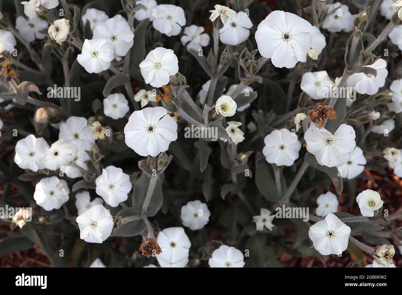 Lychnis coronaria ‘Alba’ rose campion Alba – white salver-shaped ...