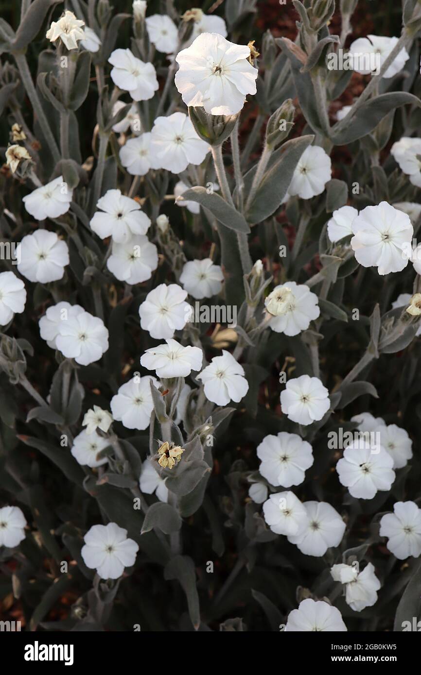 Lychnis coronaria ‘Alba’ rose campion Alba – white salver-shaped ...