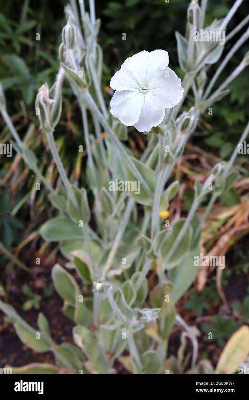Lychnis coronaria ‘Alba’ rose campion Alba – white salver-shaped ...