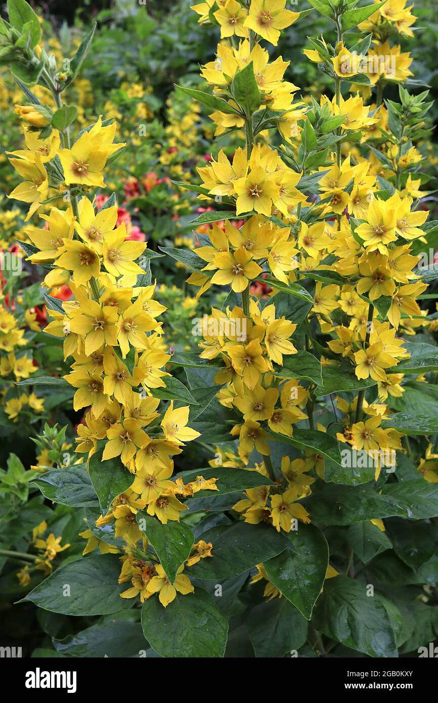 Yellow Loosestrife High Resolution Stock Photography and Images - Alamy