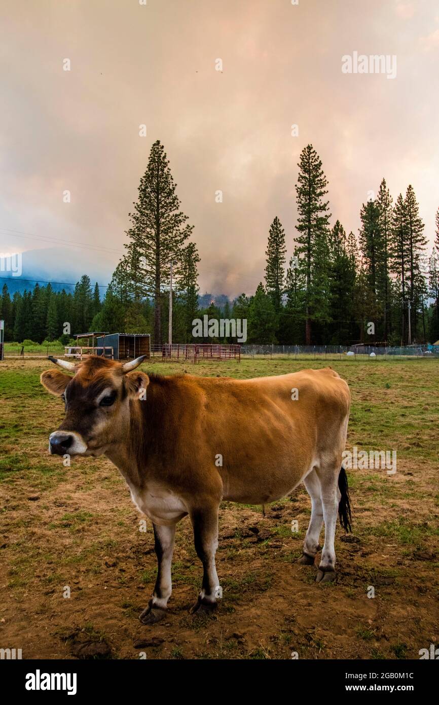 Wildfire column hi-res stock photography and images - Alamy