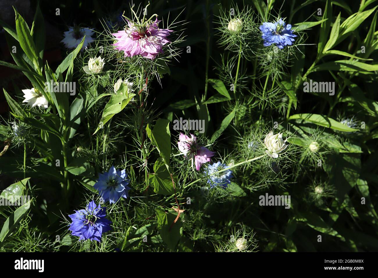 Nigella damascena love-in-a-mist - double pale blue and pink flowers ...