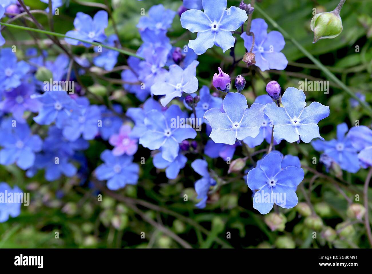 Omphalodes cappadocica ‘Cherry Ingram’ Cappadocian navelwort Cherry ...